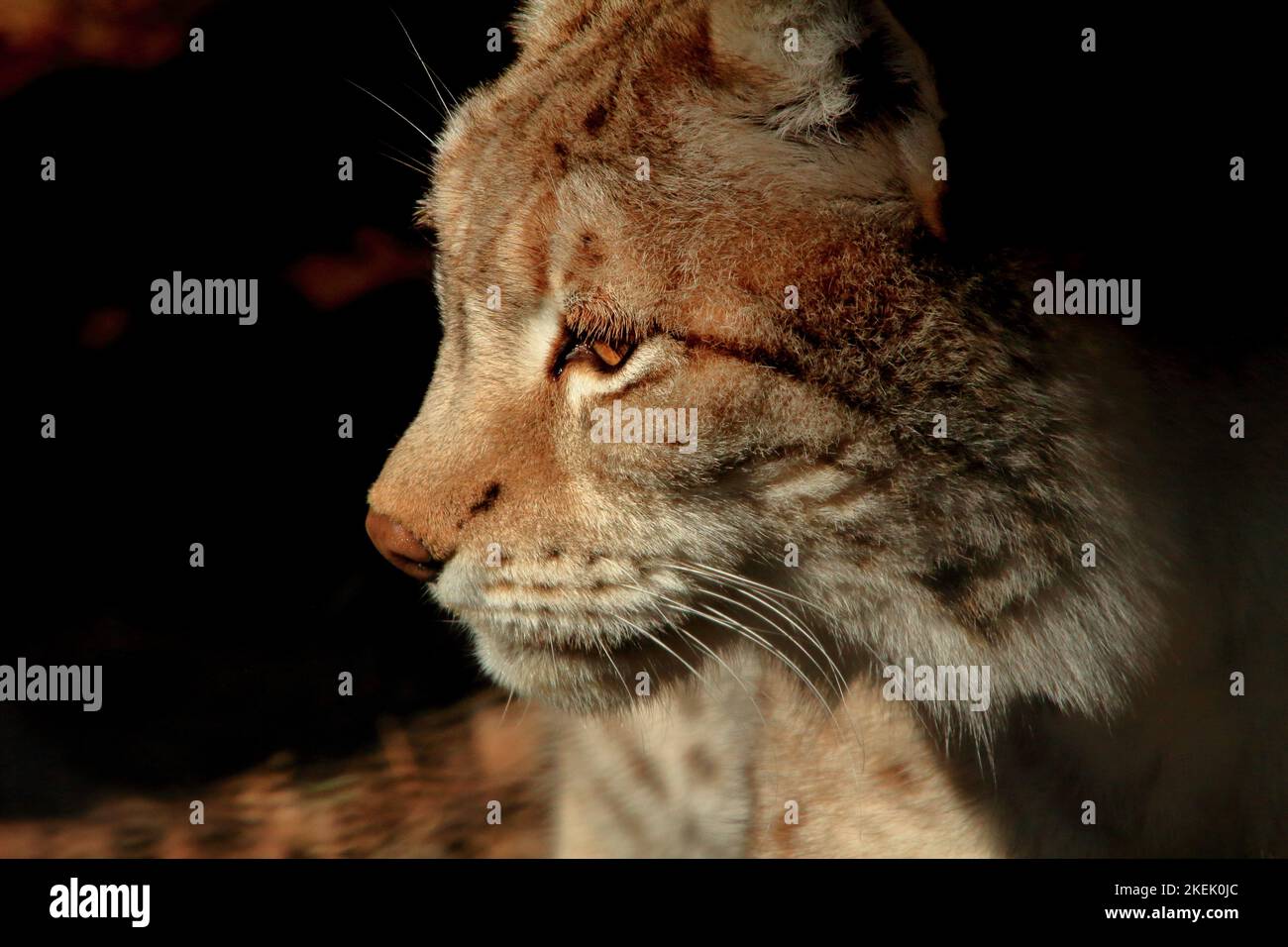 A closeup shot of the face of a lynx against a blurred background Stock ...