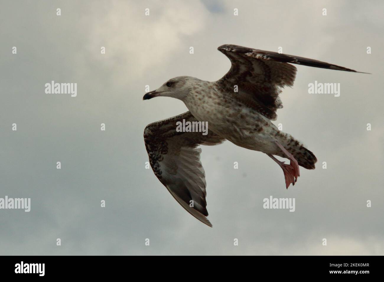 A closeup shot of a flying herring gull widespread its wings under a ...