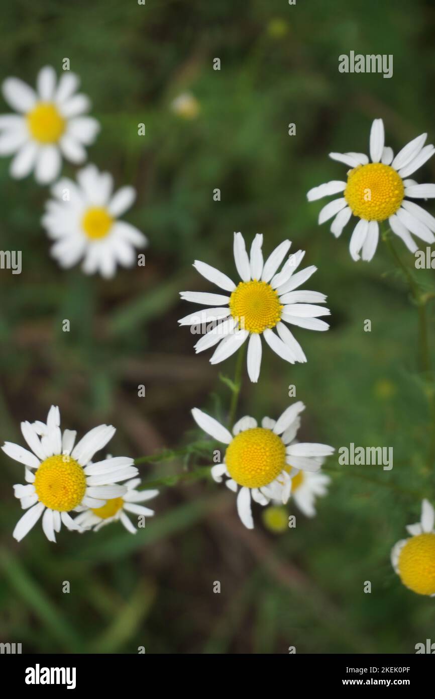A white flower plant in the garden Stock Photo - Alamy