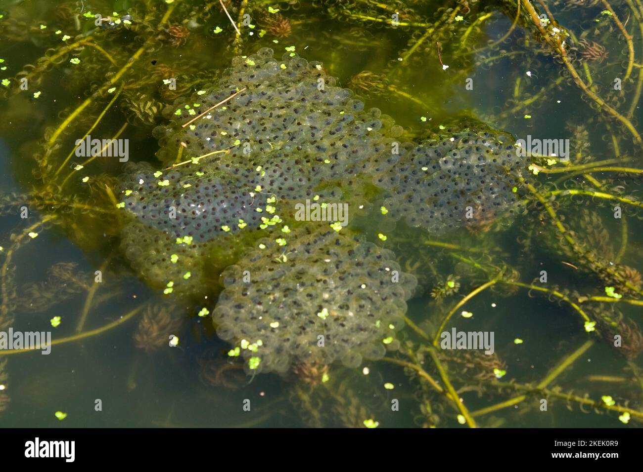 European common frog spawn Stock Photo - Alamy