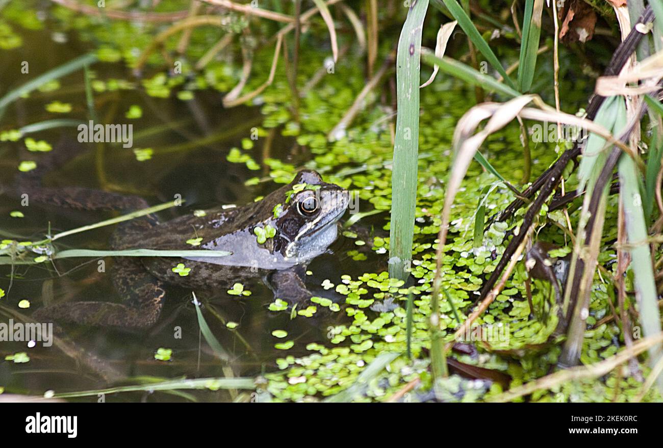 European holarctic true frog hi-res stock photography and images - Alamy
