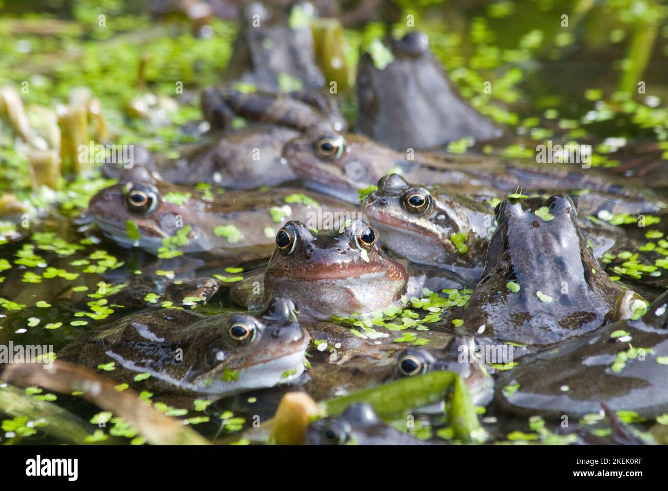 European holarctic true frog hi-res stock photography and images - Alamy