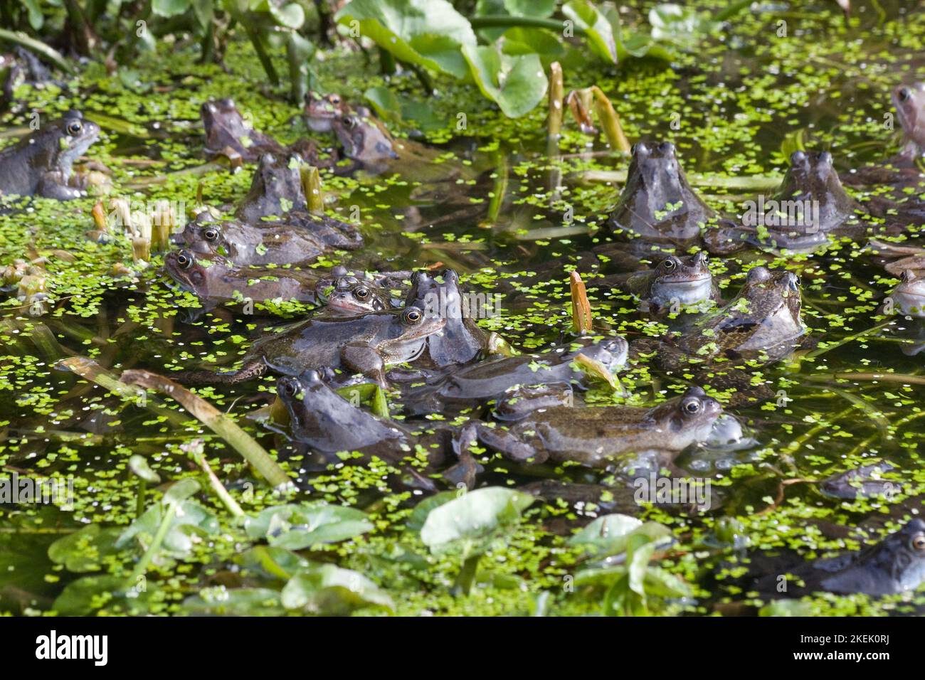 European holarctic true frog hi-res stock photography and images - Alamy