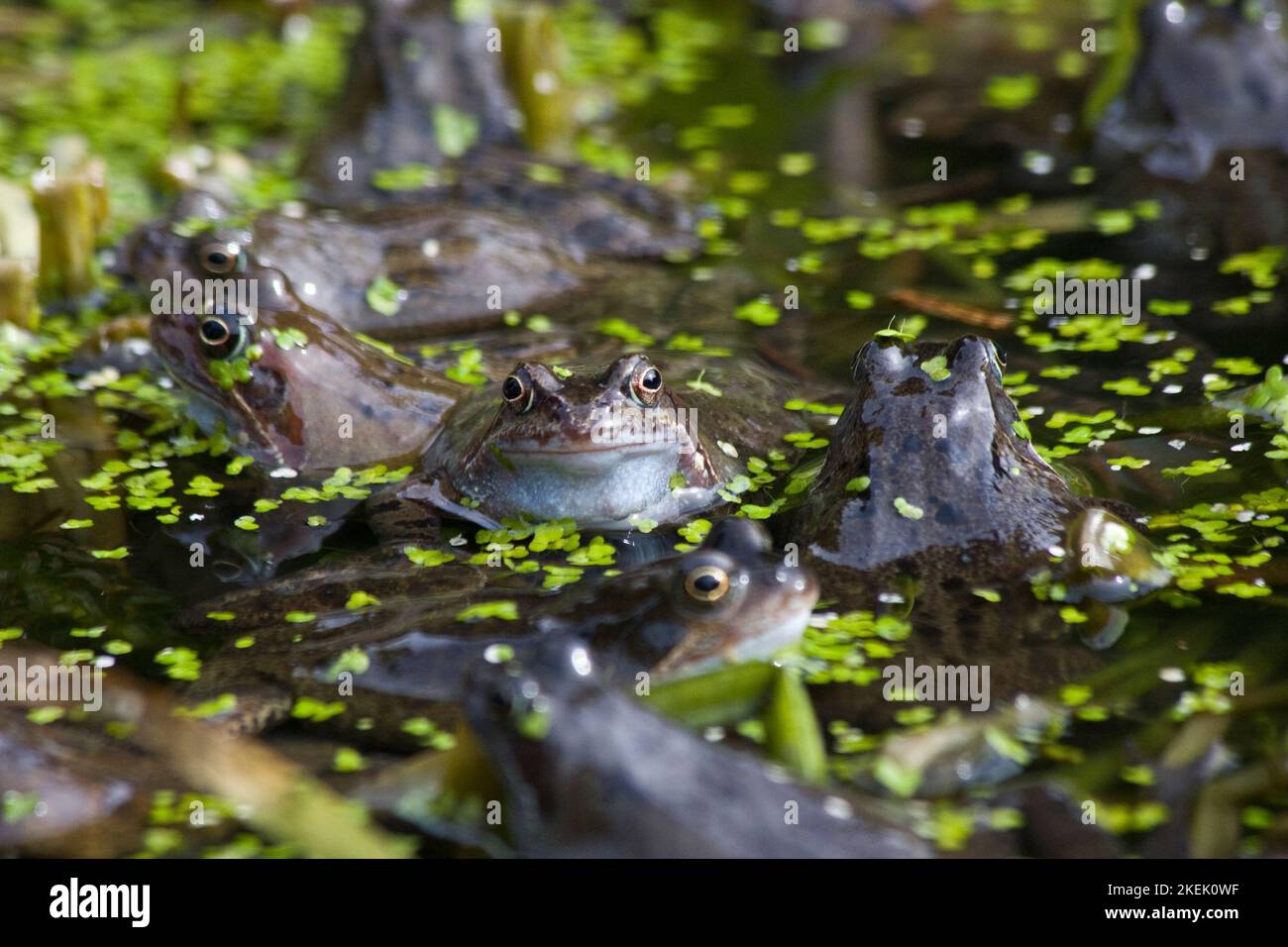 European common frog Stock Photo - Alamy