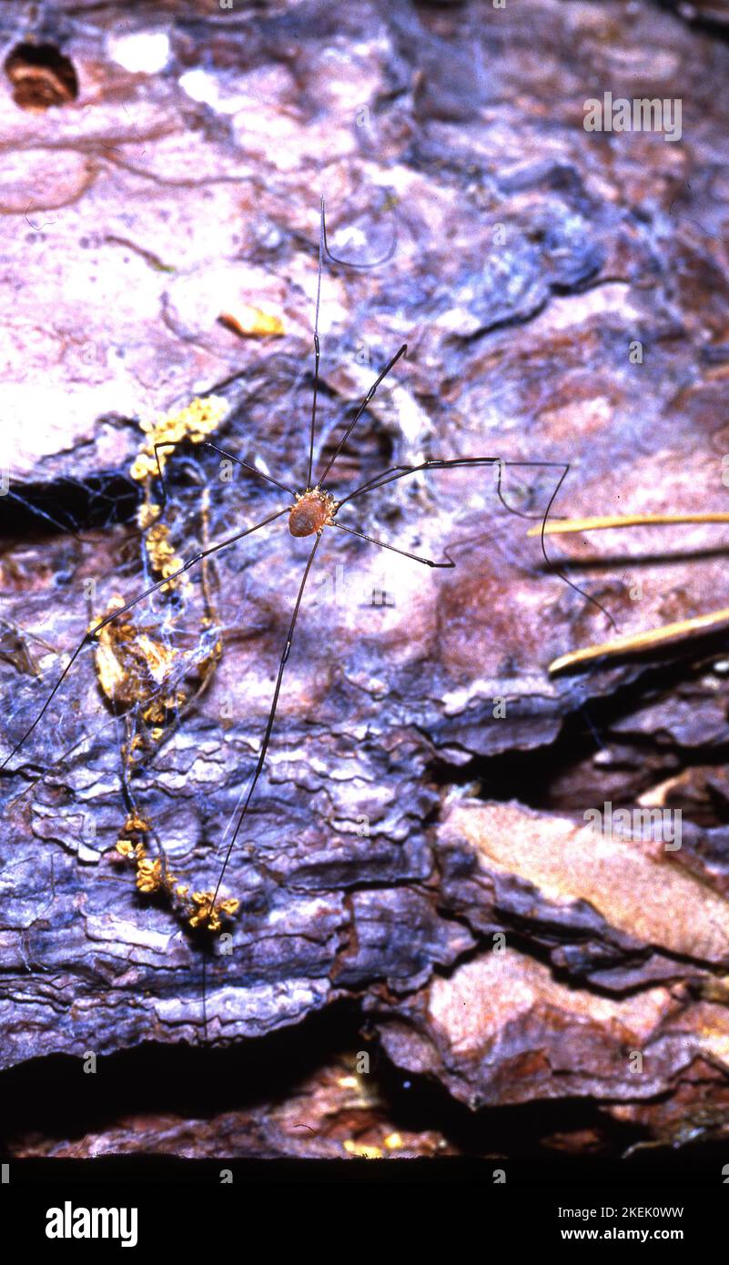 Male harvestman hi-res stock photography and images - Alamy