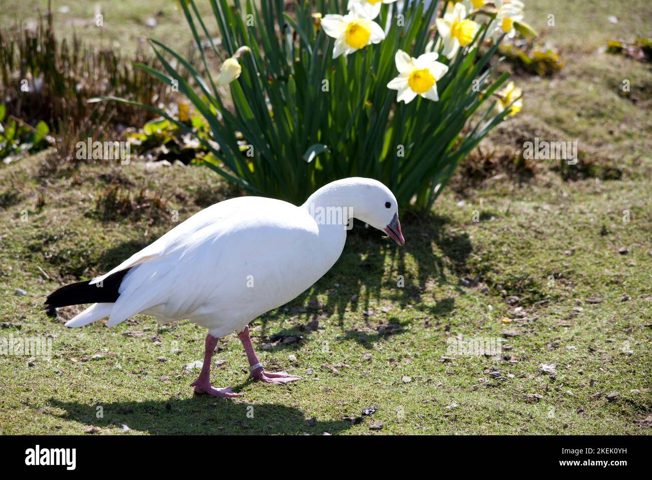 White morph snow goose hi-res stock photography and images - Alamy