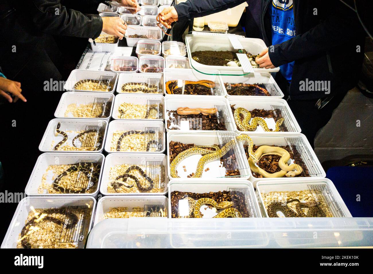 Exhibition of exotic plants, insects, terrarium animals and accessories ...