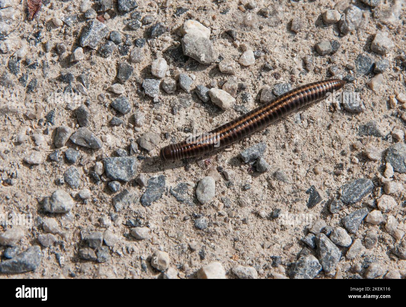 Millipede ommatoiulus sabulosus hi-res stock photography and images - Alamy