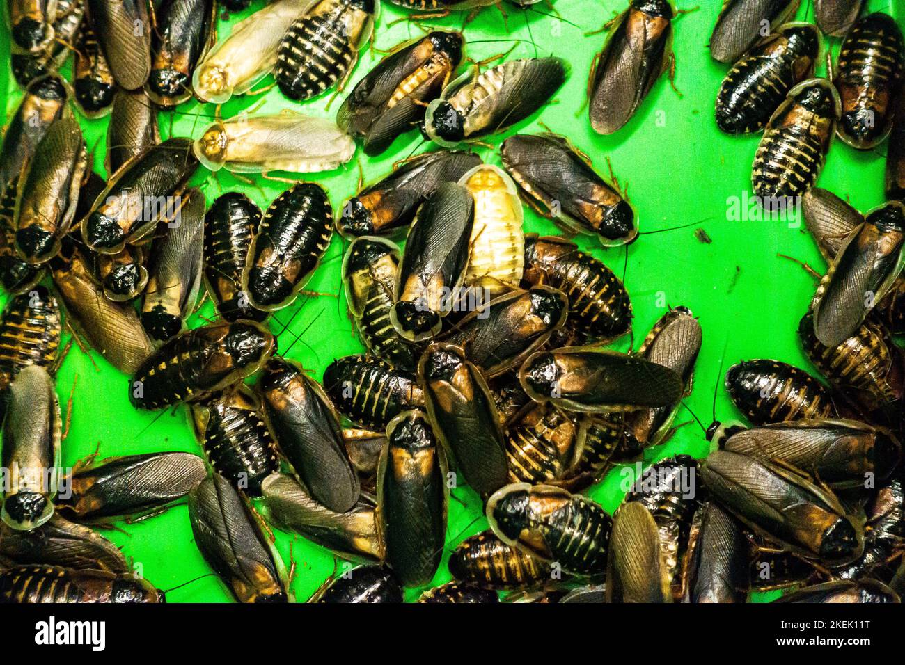 Exhibition of exotic plants, insects, terrarium animals and accessories ...