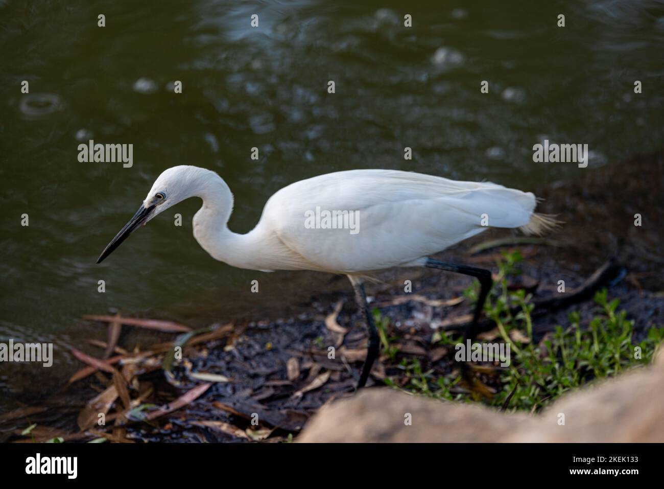A profile view of a White Heron bird near water Stock Photo - Alamy