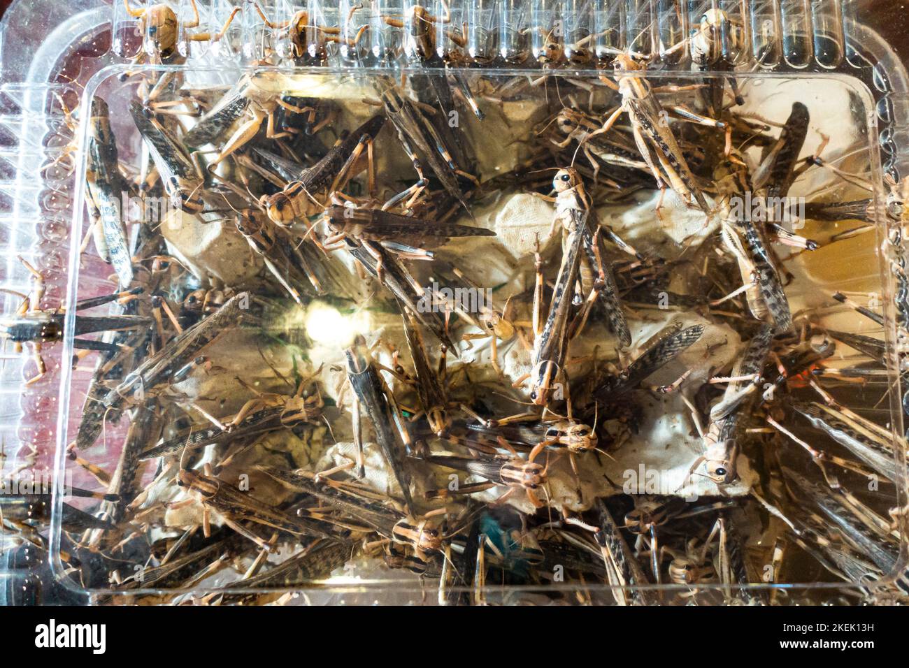 Exhibition of exotic plants, insects, terrarium animals and accessories ...