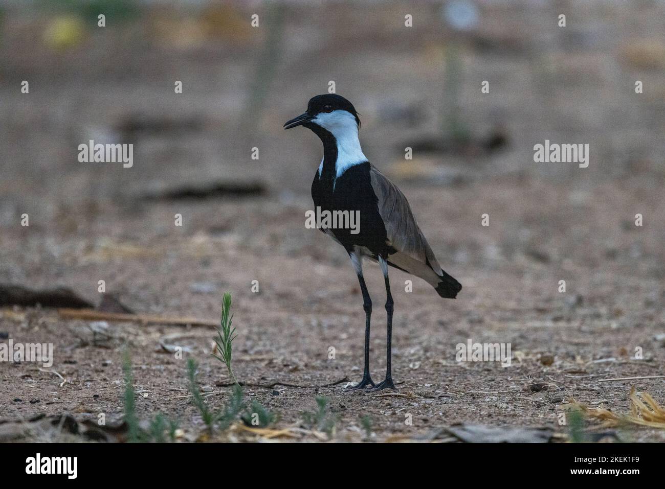 Blacksmith plover bird standing hi-res stock photography and images - Alamy