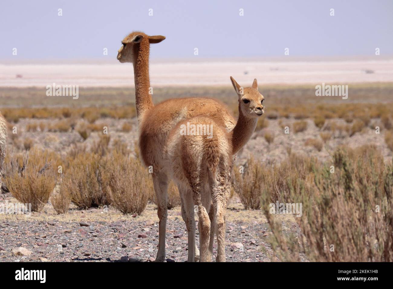 Wild Vicuna group, Vicugna vicugna, at Gran Salar, Argentina, South ...
