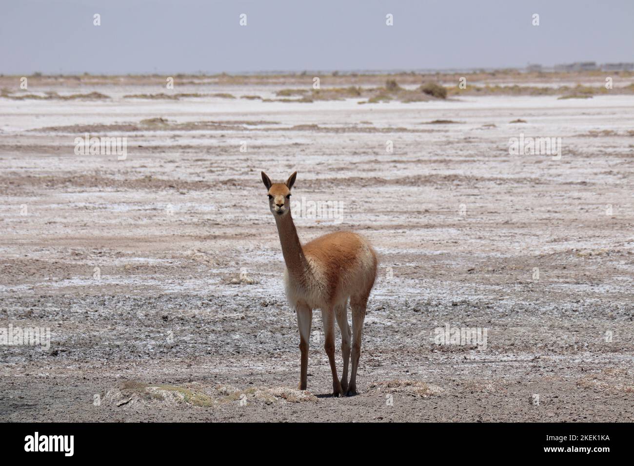 Wild Vicuna, Vicugna vicugna, at Gran Salar, Argentina, South America ...