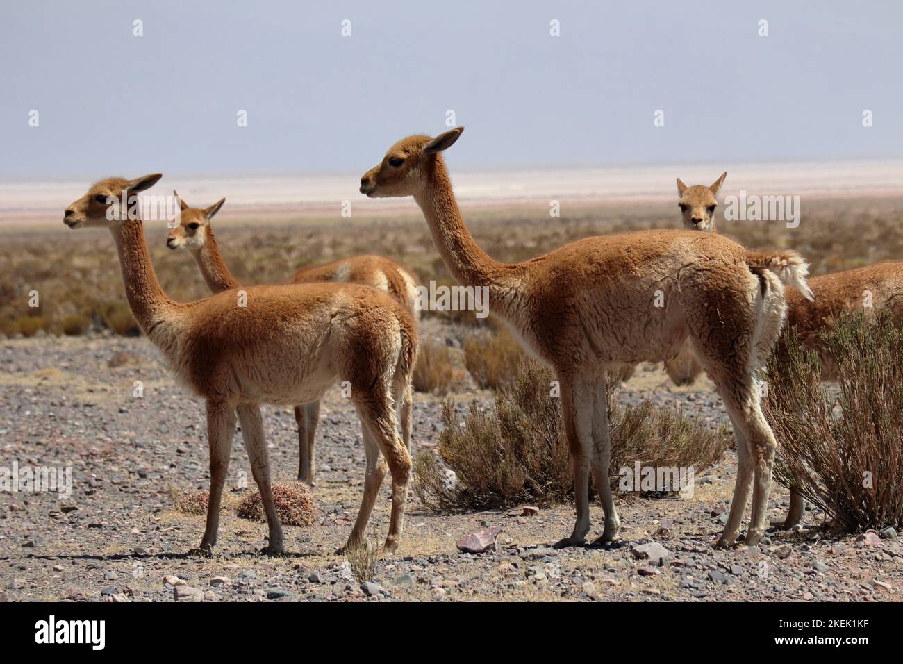 Wild Vicuna group, Vicugna vicugna, at Gran Salar, Argentina, South ...