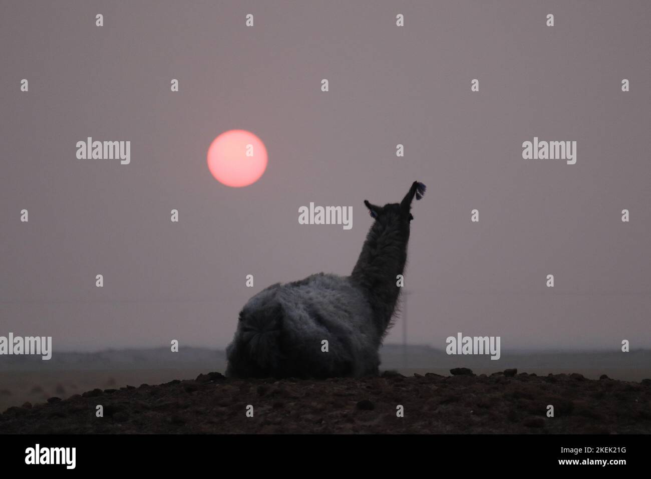 Llama lama glama in the altiplano hi-res stock photography and images ...