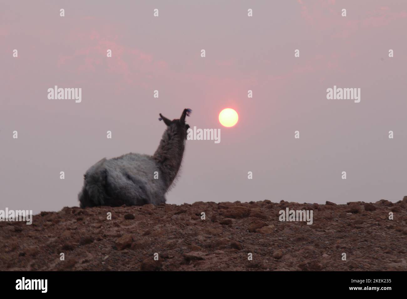 llama seen against the sunset in a smoky sky from fires in northern ...
