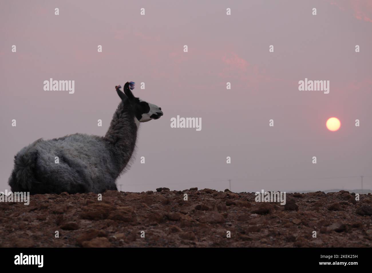 llama seen against the sunset in a smoky sky from fires in northern ...