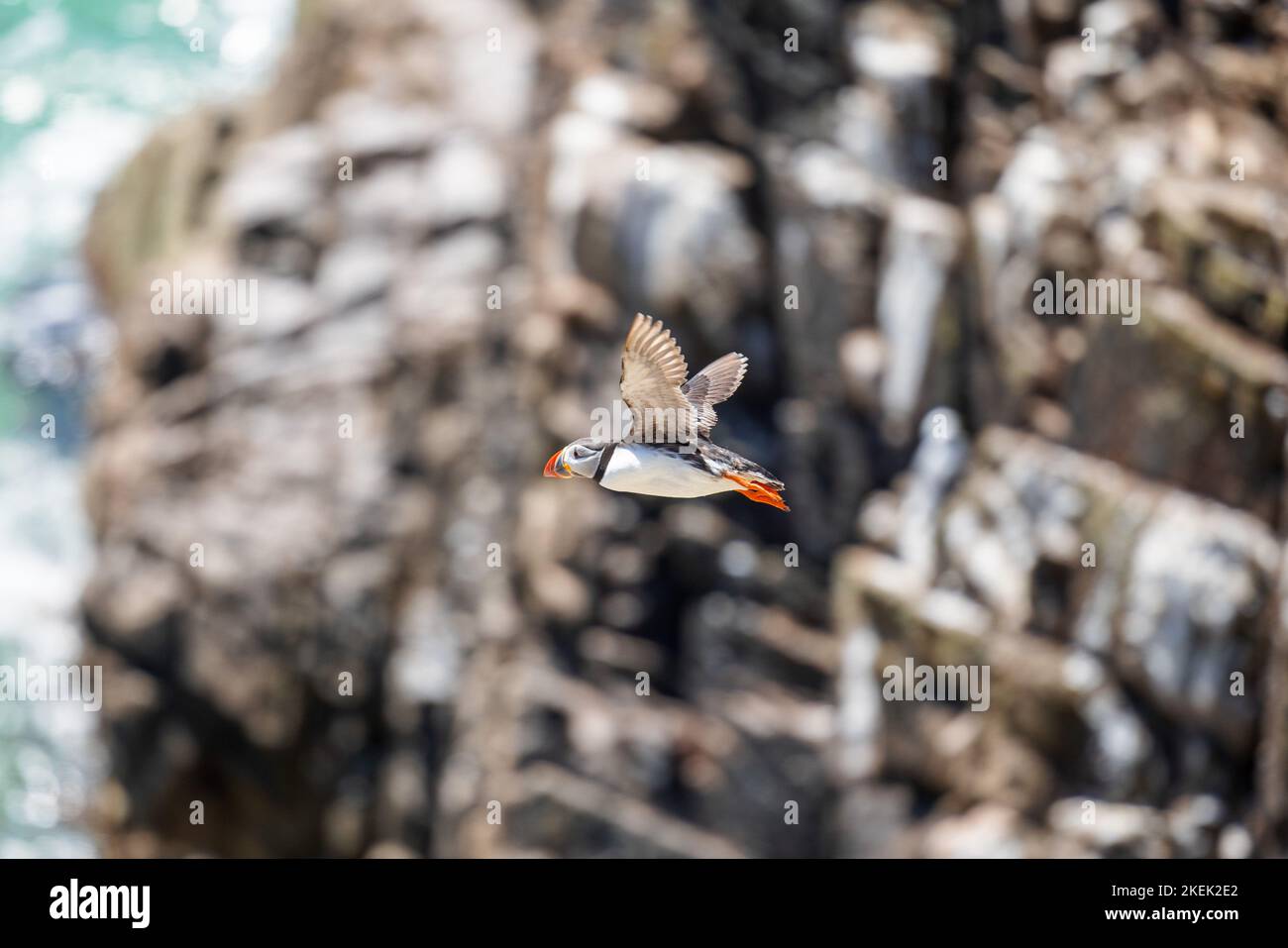 A closeup shot of an Atlantic puffin flying over the sea with a blurred ...