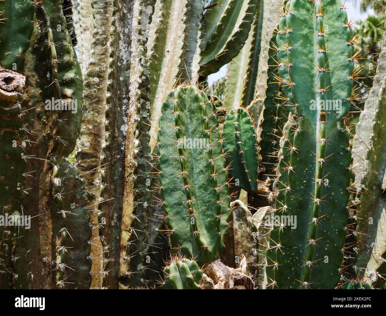 Peruvian torch hi-res stock photography and images - Alamy