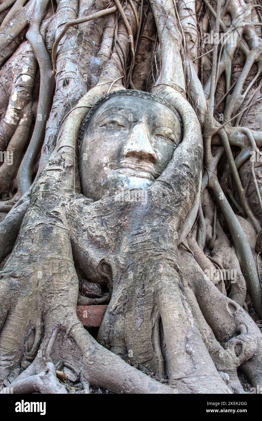 Head in the Bodhi tree Stock Photo - Alamy