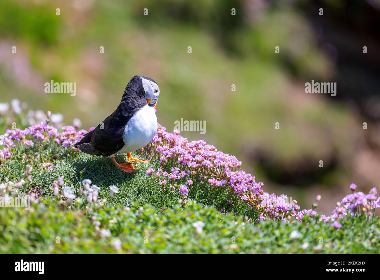 A closeup shot of an Atlantic puffin standing near the small flowers ...