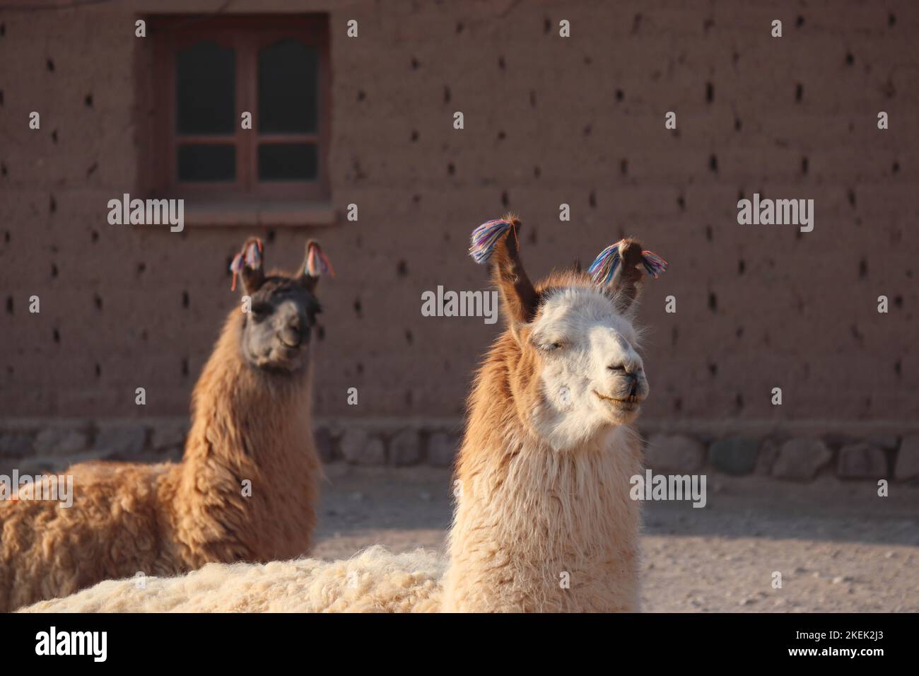 Two Llamas portrait in the afternoon with blurred background Stock ...