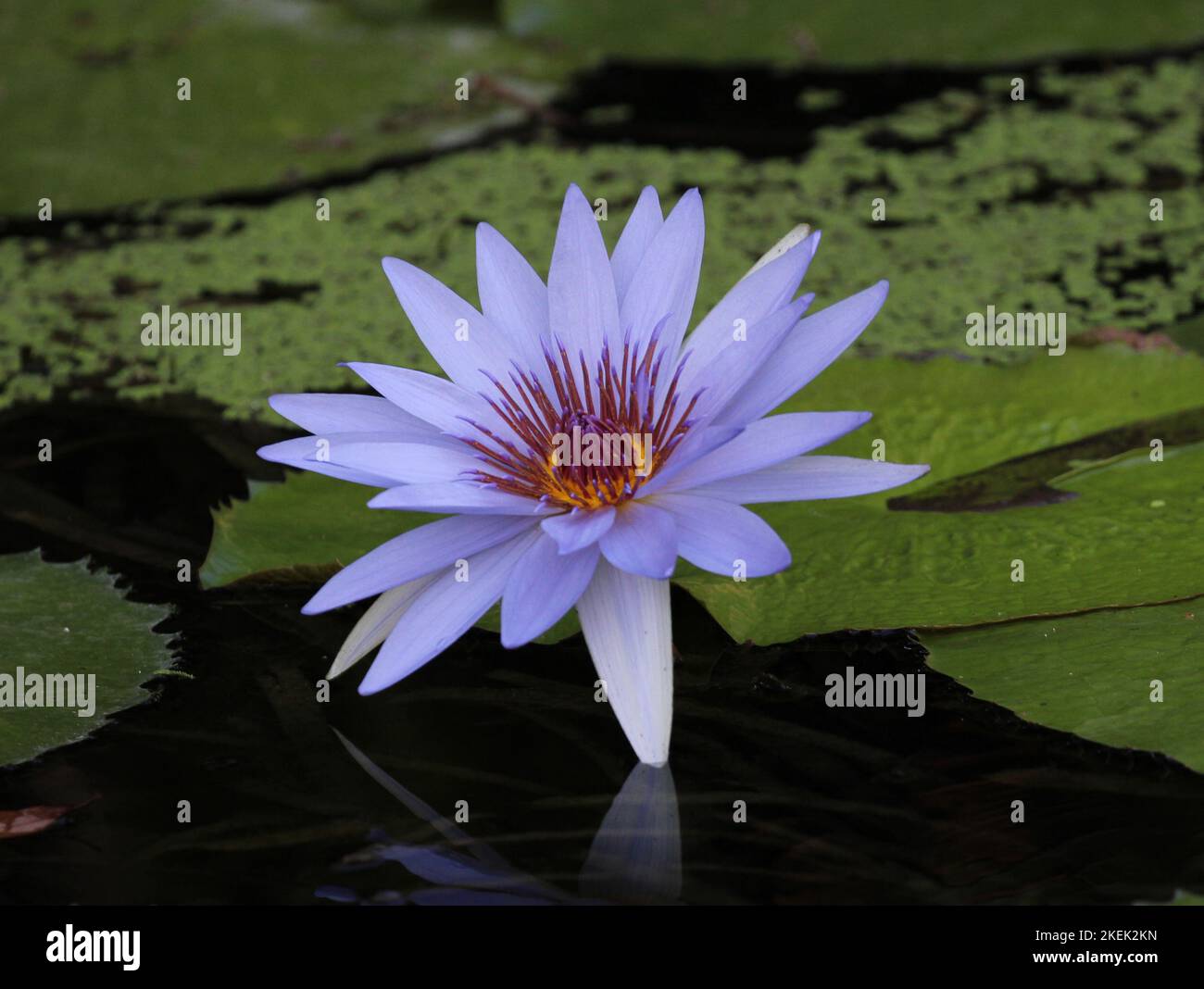 A beautiful closeup shot of purple Florida water lily flower growing ...