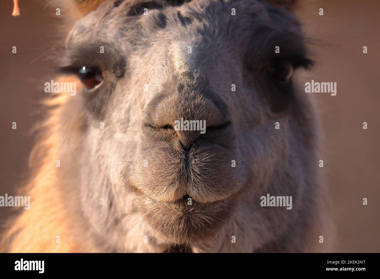 Llama face hi-res stock photography and images - Alamy