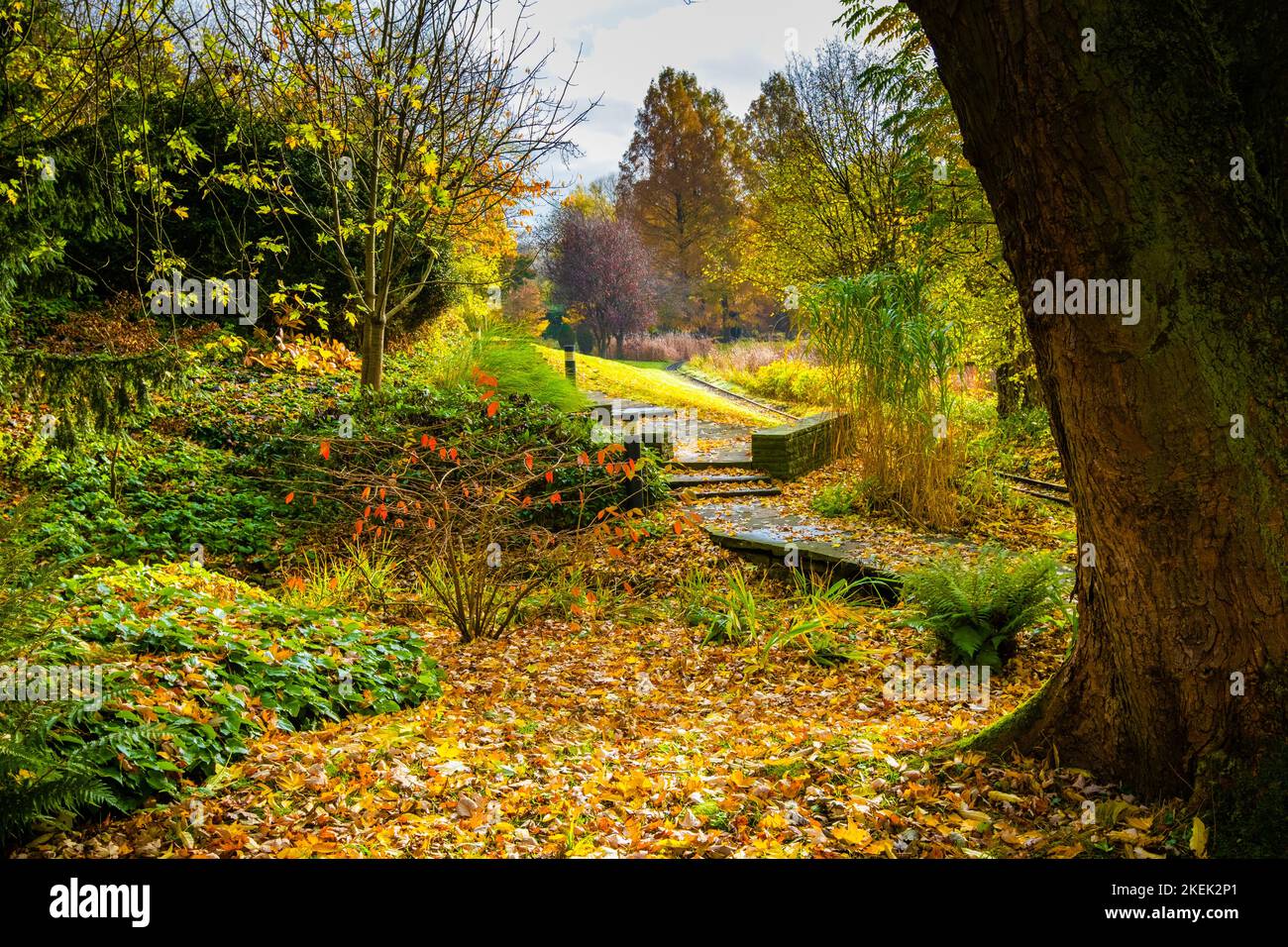 Sunny day in Autumn, trees with yellow orange, red leaves Stock Photo ...