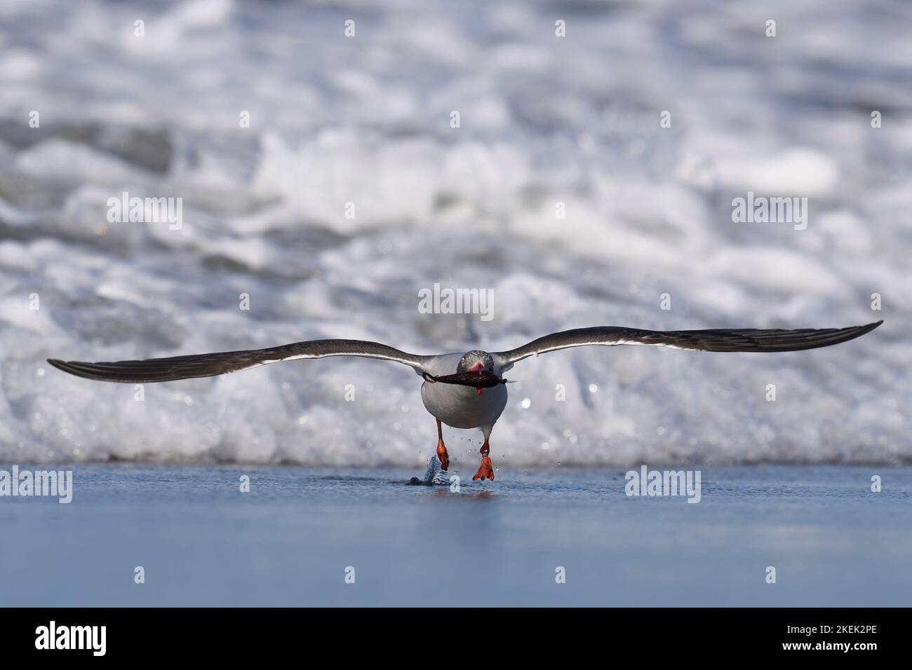 Dolphin Gull (Leucophaeus scoresbii) on the coast of Sea Lion Island in ...