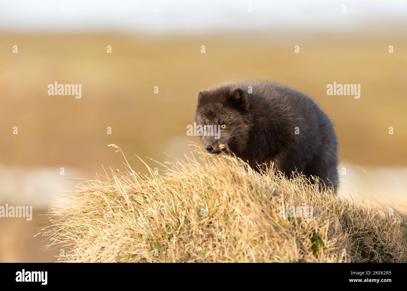 Close-up of a blue morph Arctic fox standing on grass, Hornstrandir ...