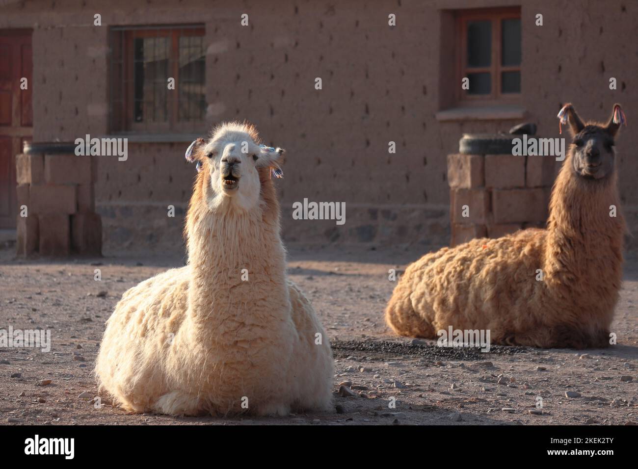 Two Llamas portrait in the afternoon with blurred background Stock ...