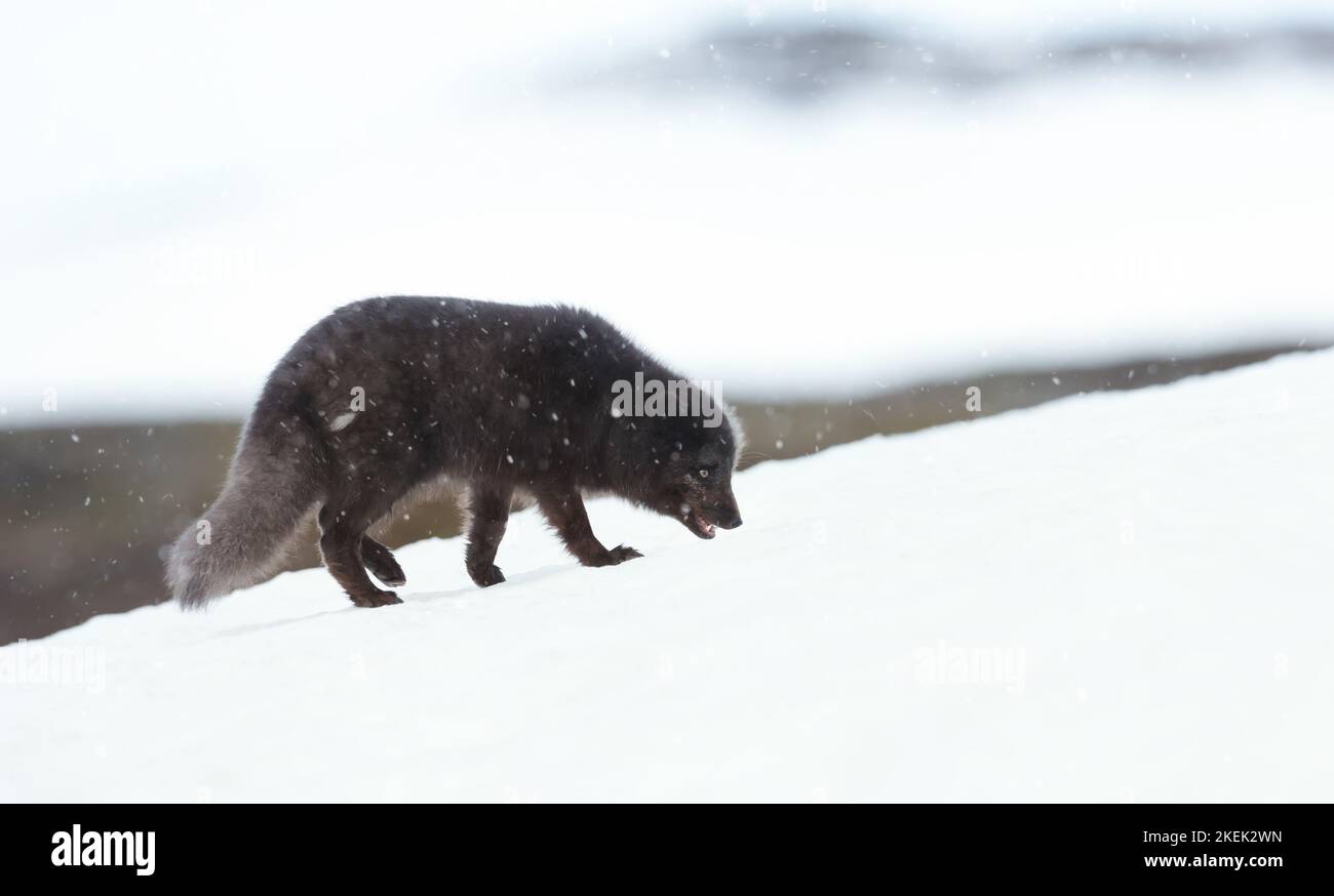 Close up of an Arctic fox walking in snow on the coasts of Iceland ...