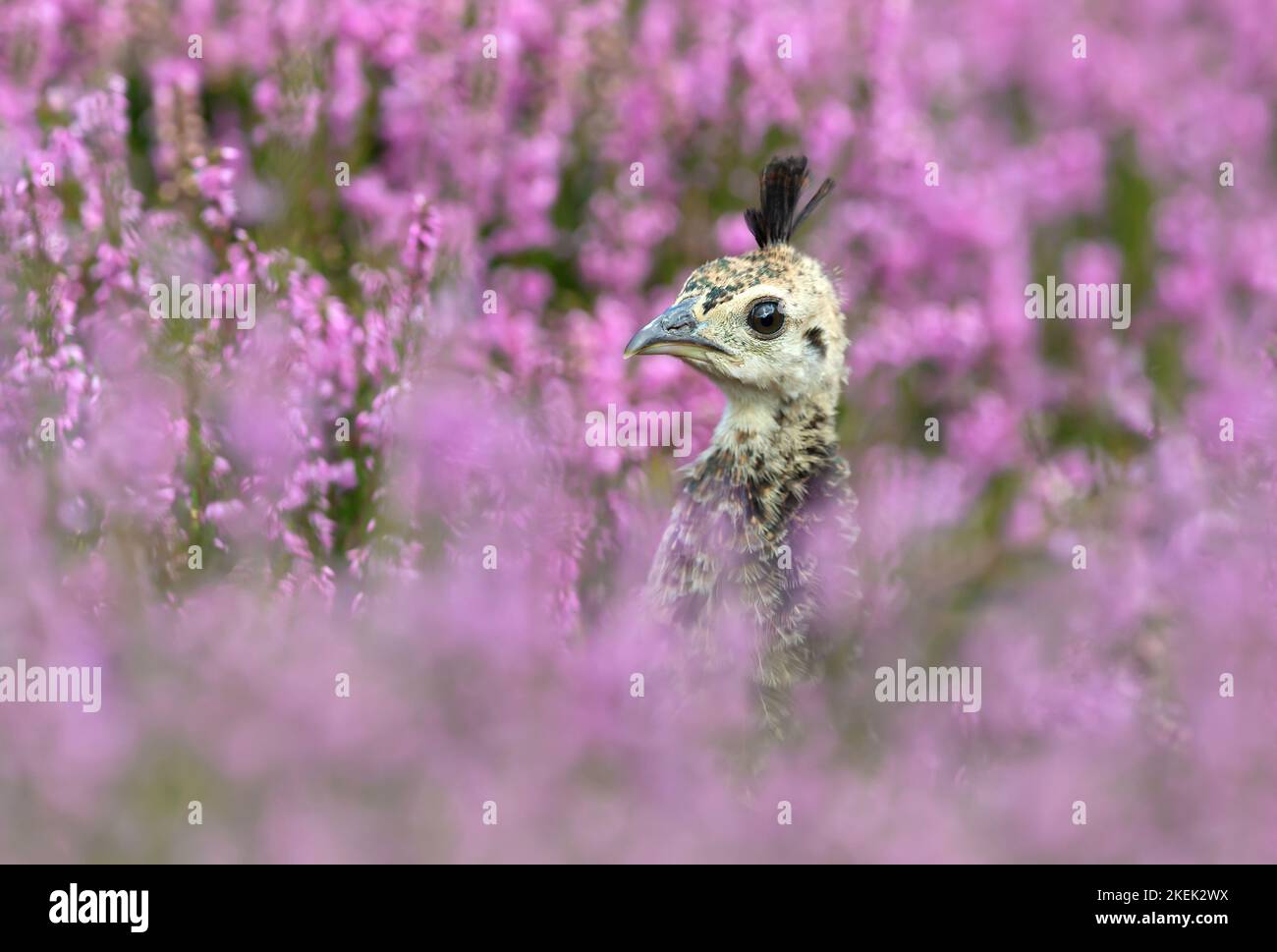 Indian peafowl baby hi-res stock photography and images - Alamy