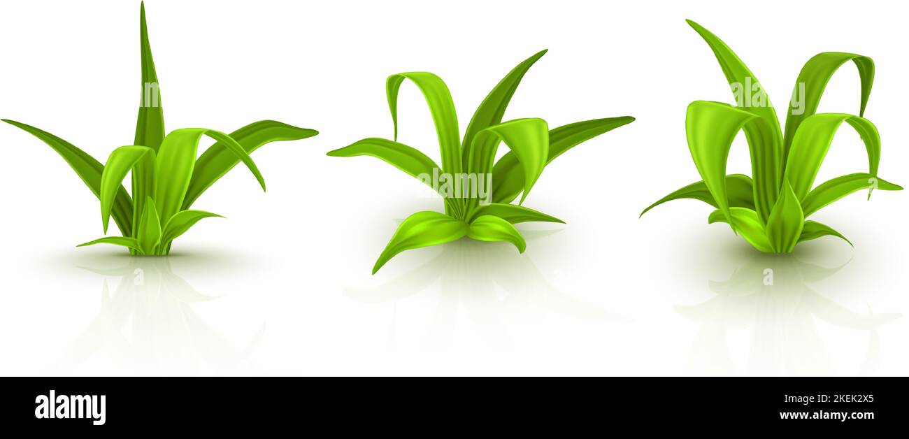 realistic vector icon illustration. Green grass in different shapes ...