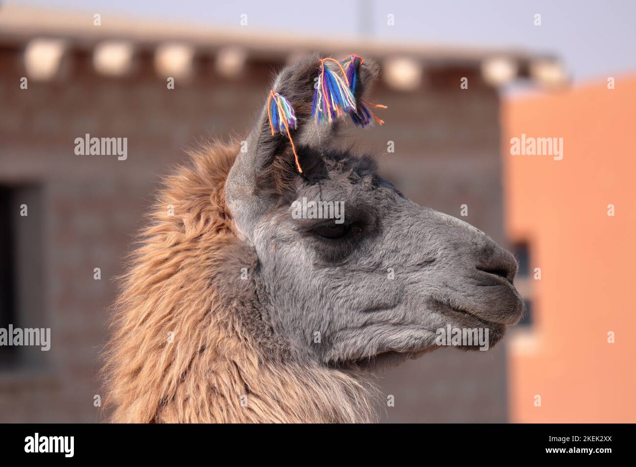 Llama face portrait in the afternoon with blurred background Stock ...