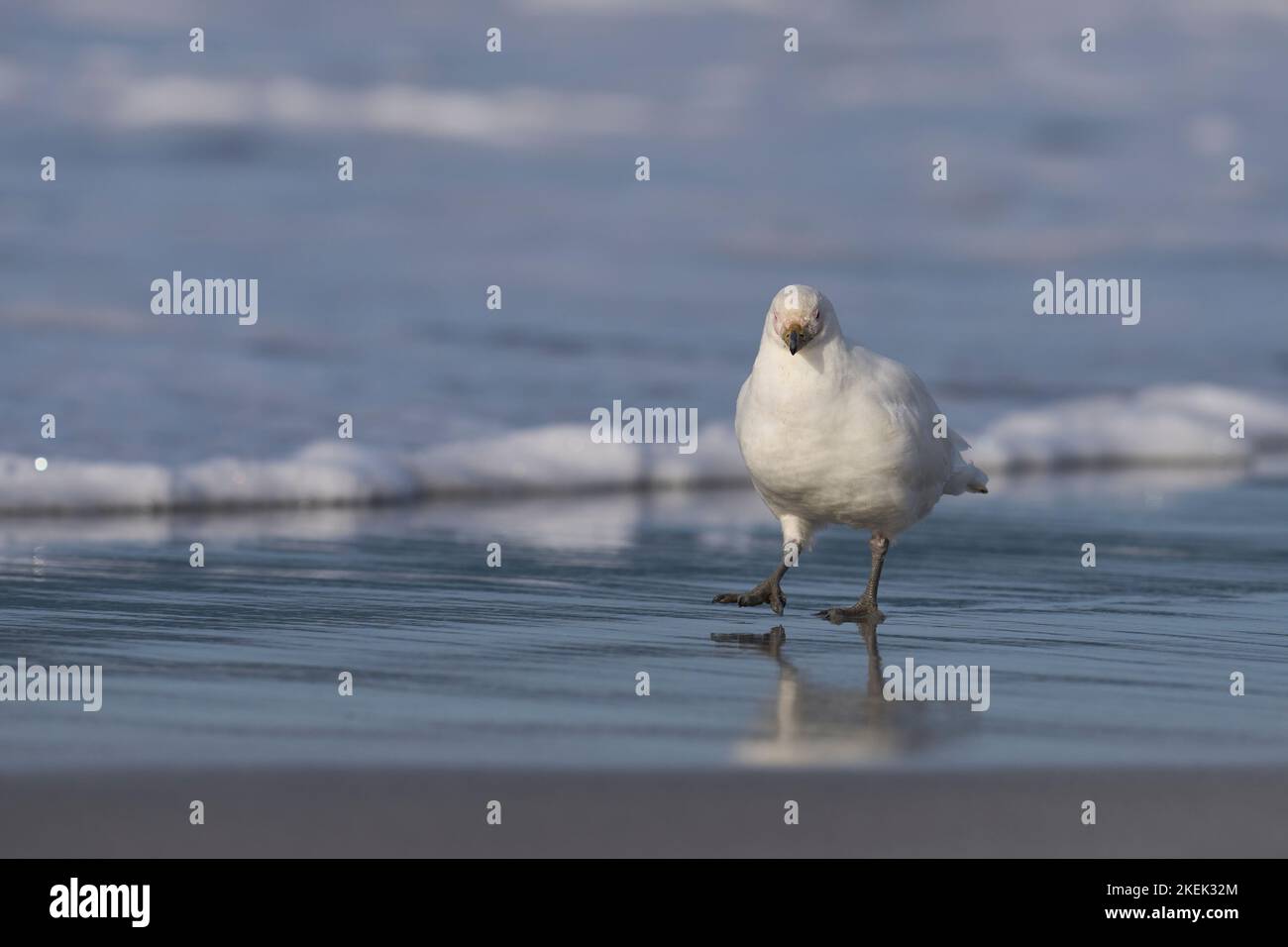 Pale-faced Sheathbill (Chionis albus) on the coast of Sea Lion Island ...