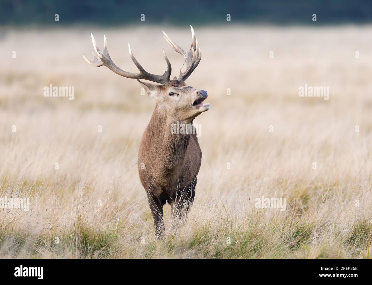 Close up of a red deer stag calling during rutting season in autumn, UK ...