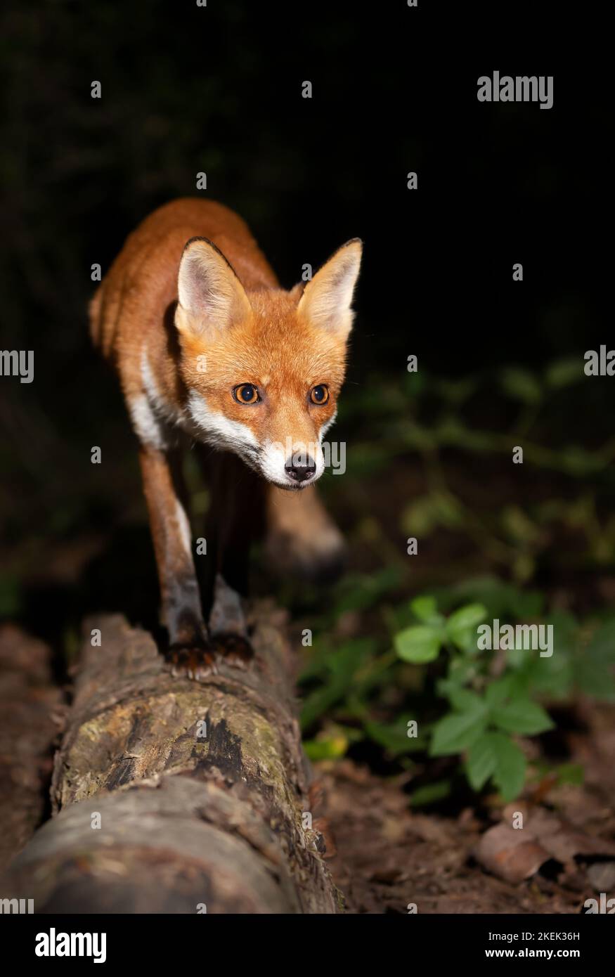 Close up of a Red fox (Vulpes vulpes) standing on a fallen tree at ...