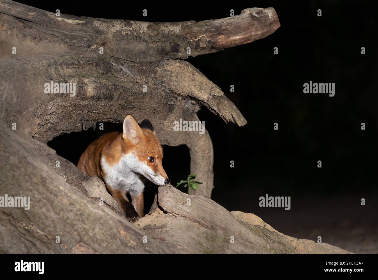 Fox standing branch hi-res stock photography and images - Alamy