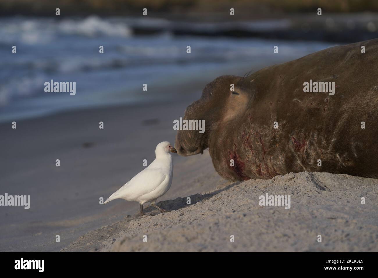 Pale-faced Sheathbill (Chionis albus) picking bits of flesh from the ...