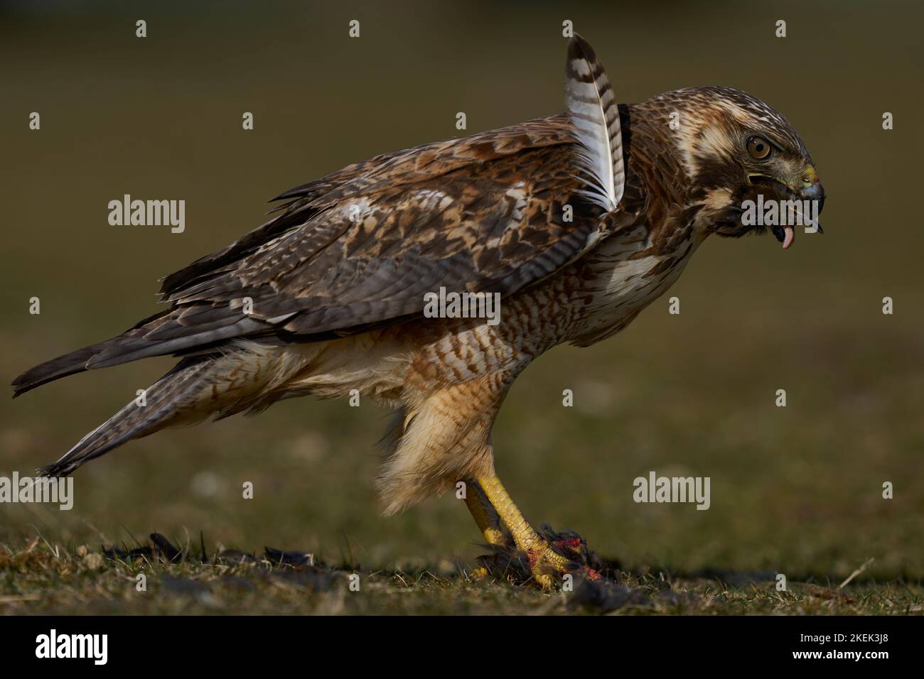 Variable Hawk (Buteo polyosoma) feeding on a small bird it has caught on Sea Lion Island in the ...