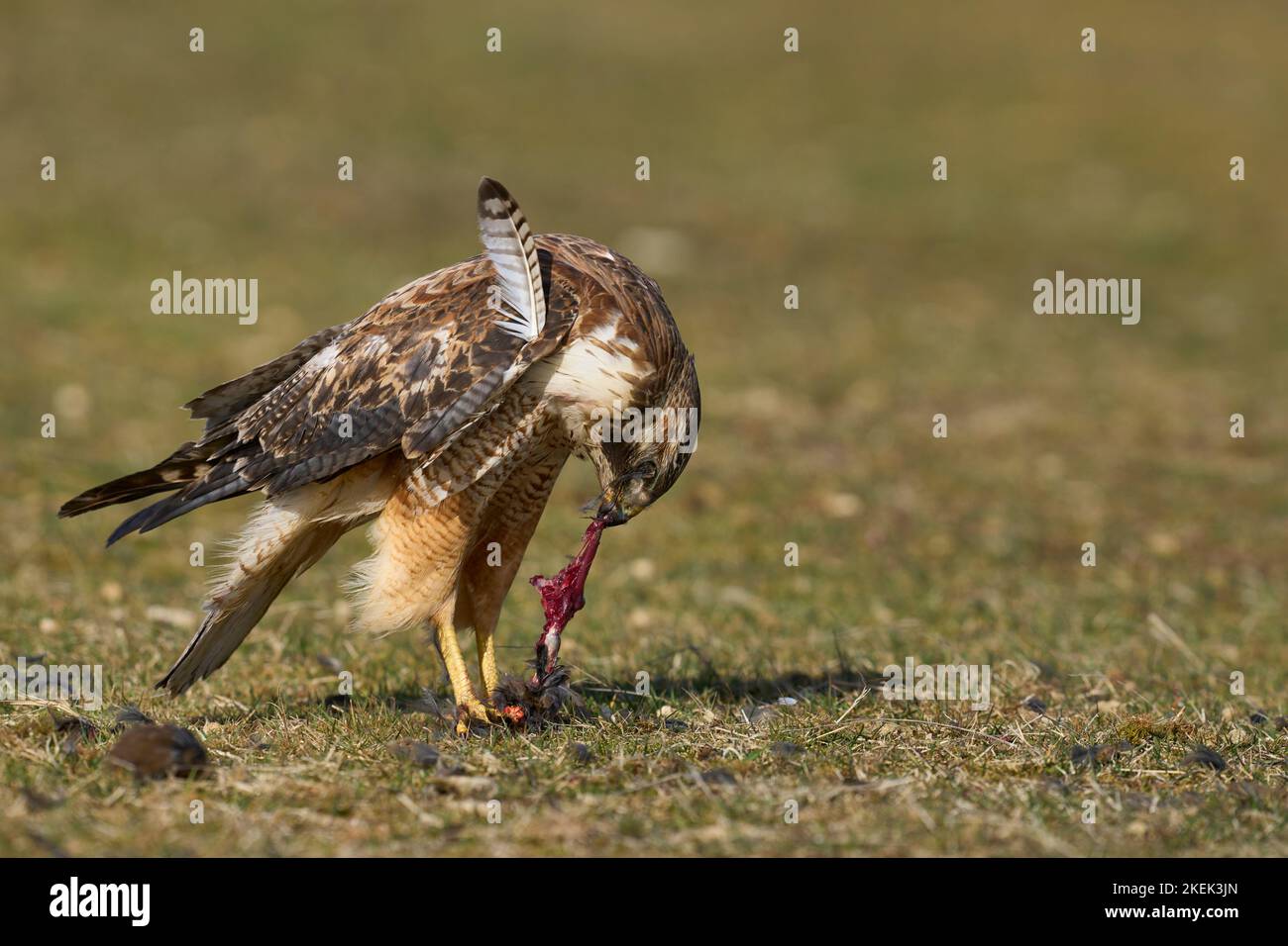 Variable Hawk (Buteo polyosoma) feeding on a small bird it has caught ...