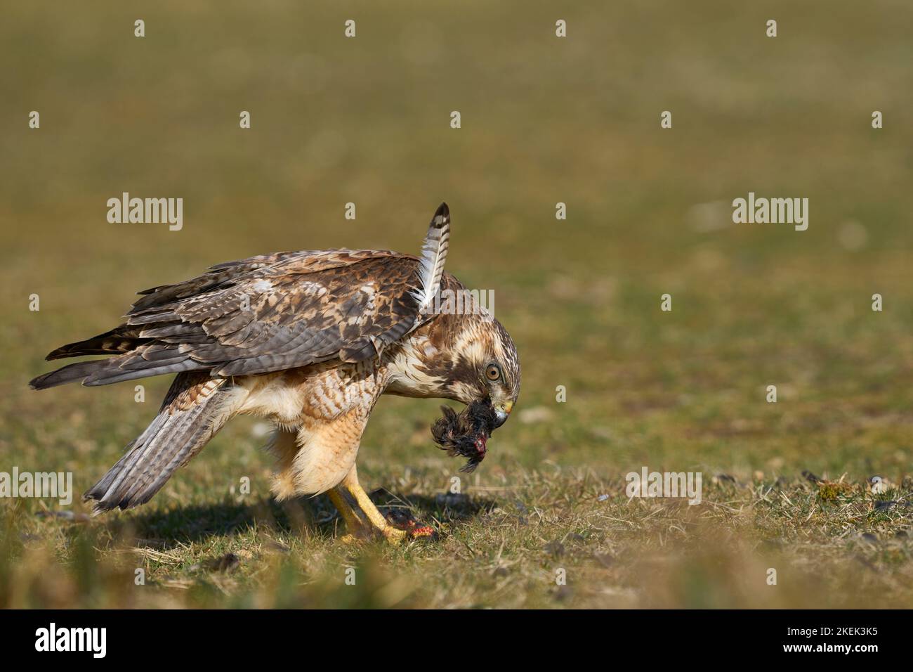 Variable Hawk (Buteo polyosoma) feeding on a small bird it has caught ...