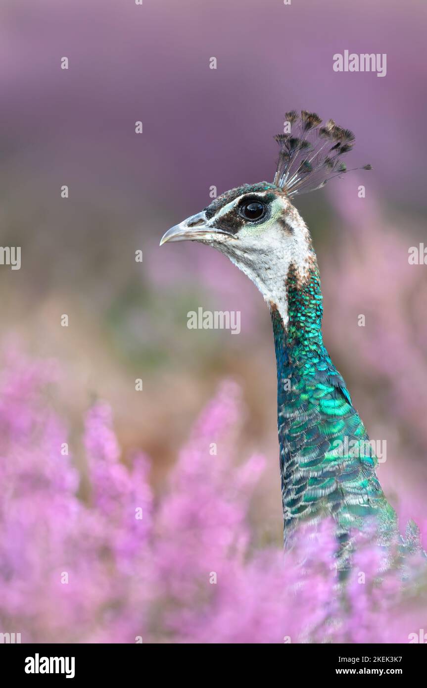 Vibrant peahen hi-res stock photography and images - Alamy