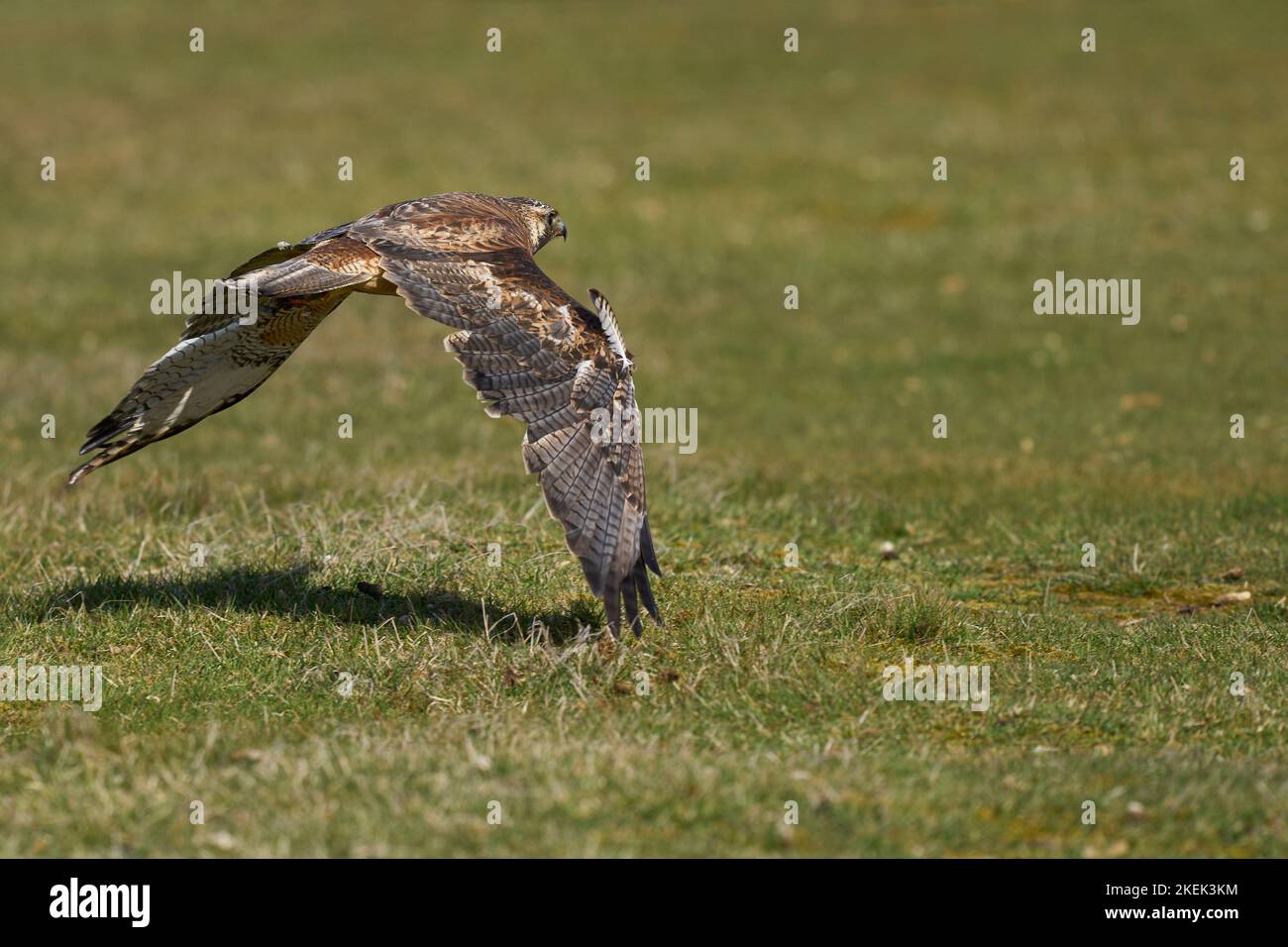 Variable Hawk (Buteo polyosoma) flying low over the ground on Sea Lion ...