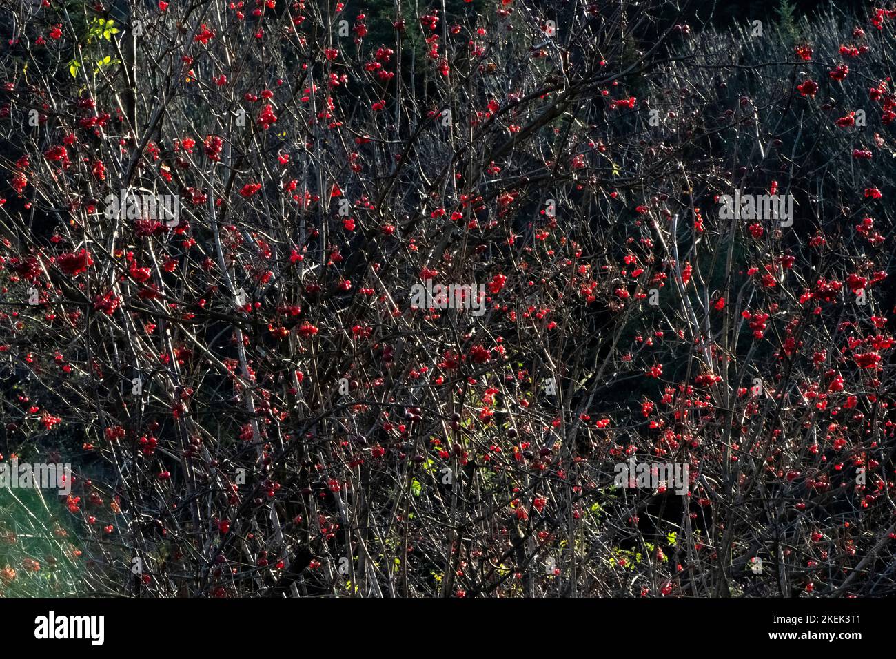 Natural bushes hi-res stock photography and images - Alamy