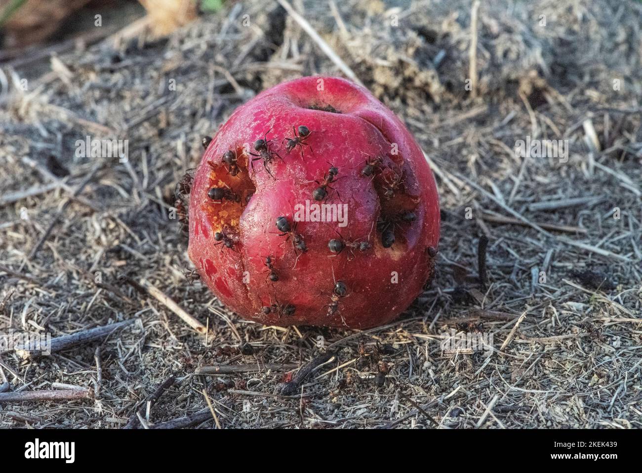 An ant rudnica hi-res stock photography and images - Alamy