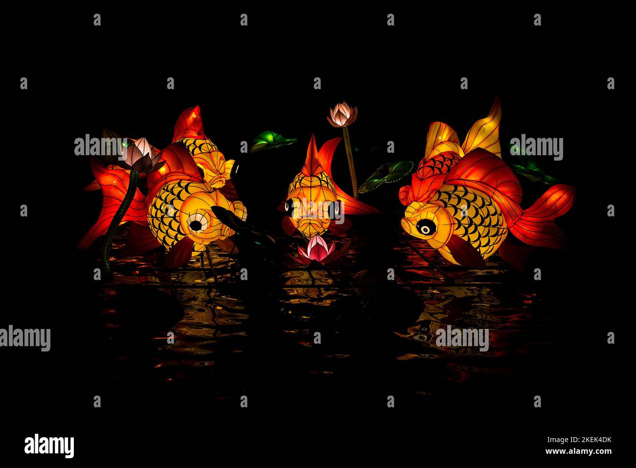 Lantern fish hi-res stock photography and images - Alamy